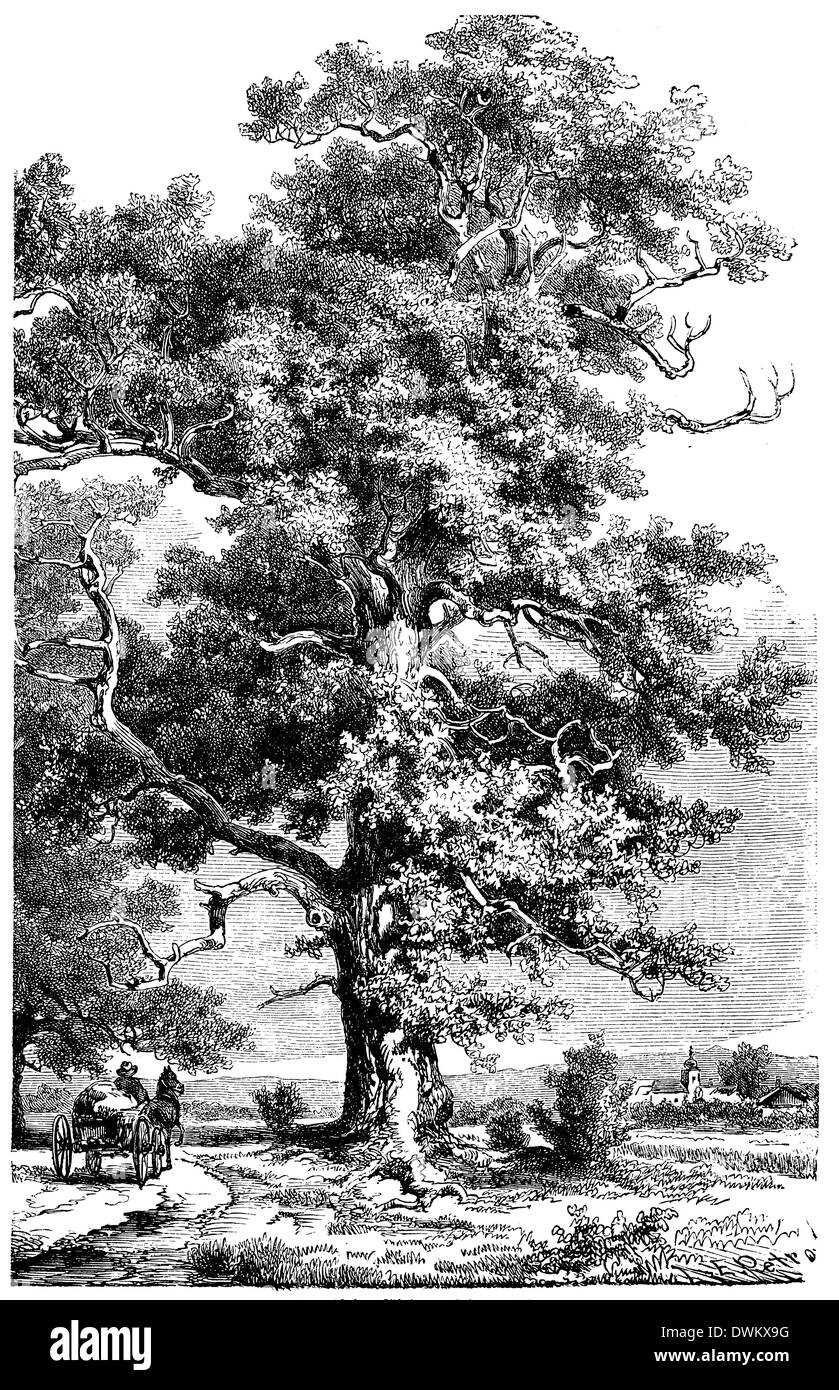 Vintage oaks hi-res stock photography and images - Alamy