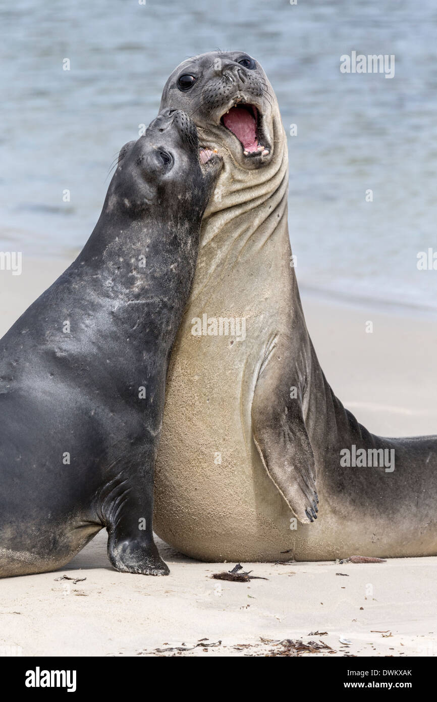 Two fighting seals beach hi-res stock photography and images - Alamy