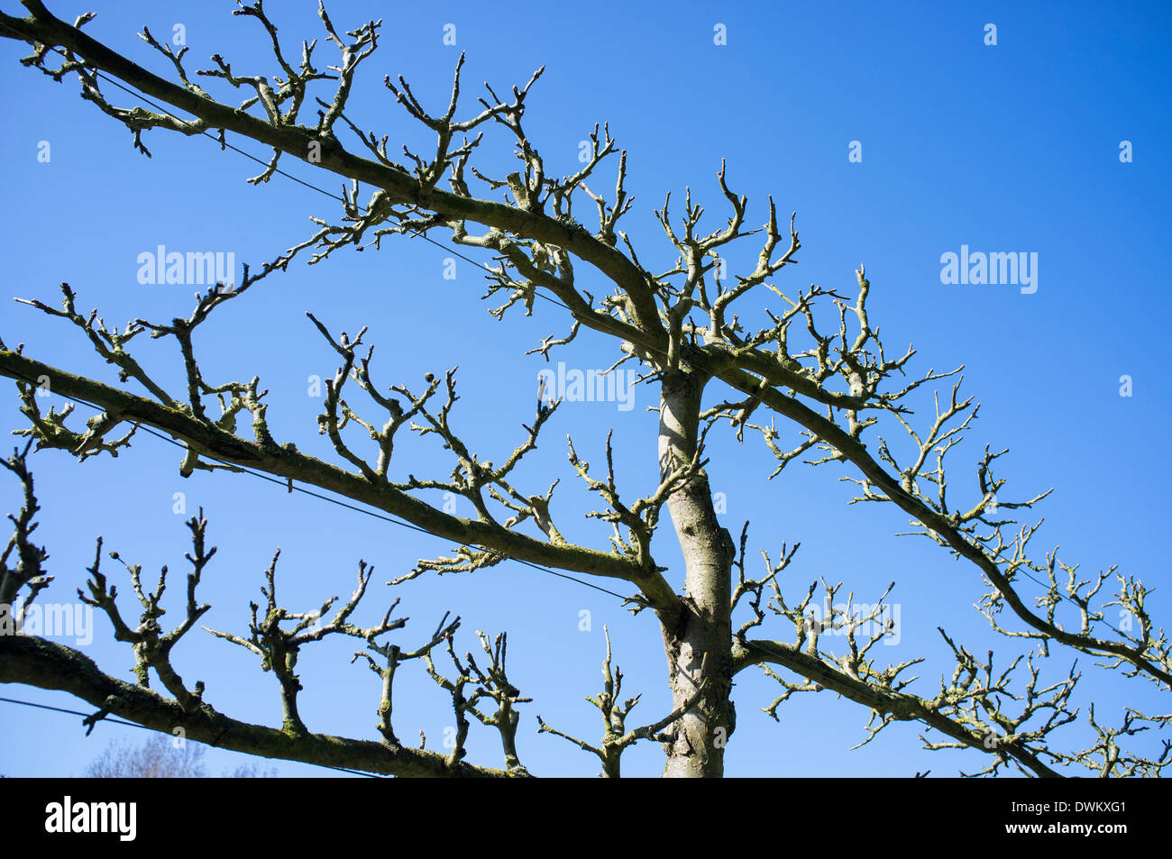 Cordon apple trees hi-res stock photography and images - Alamy
