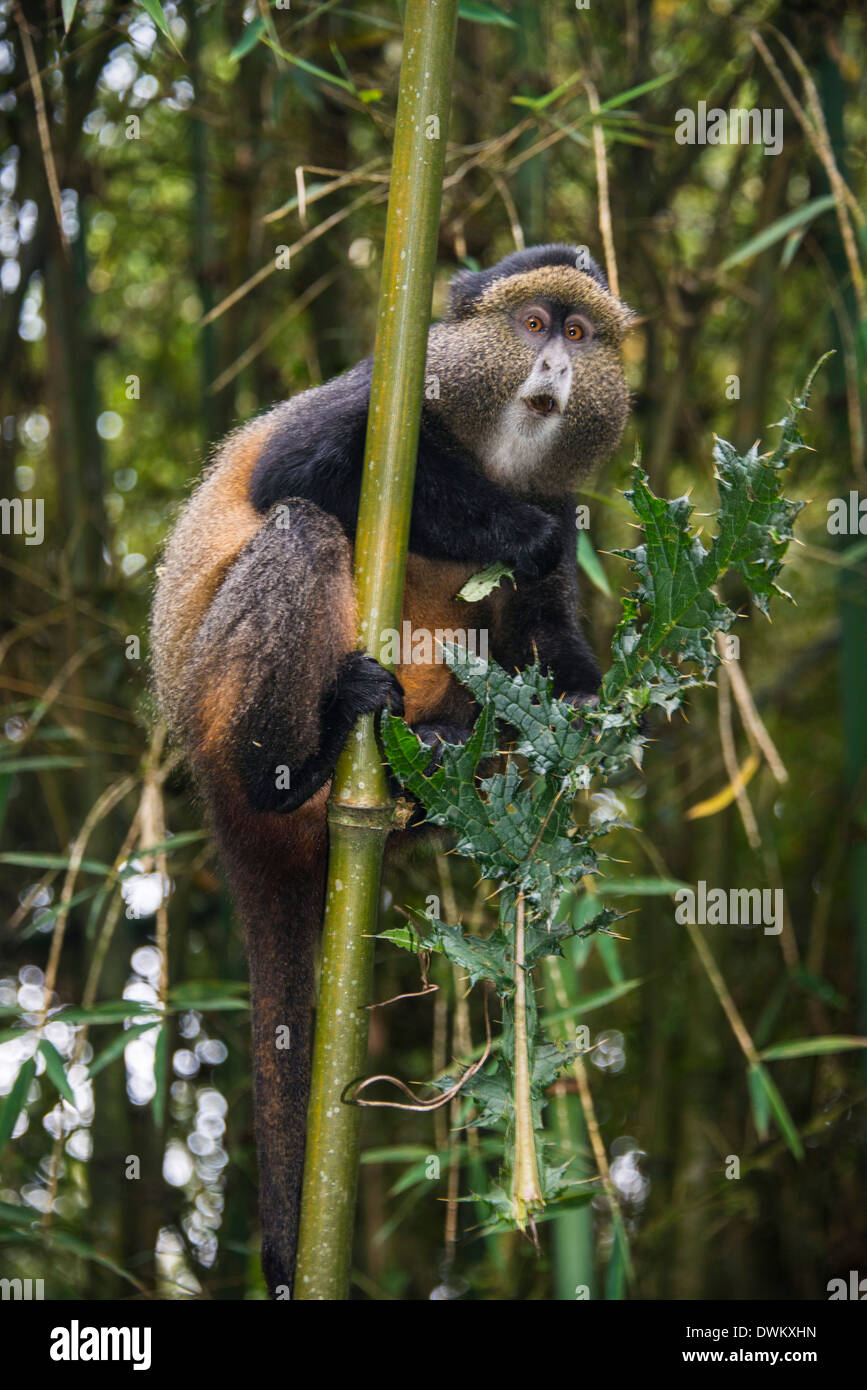 Golden monkey (Cercopithecus kandti), Virunga National Park, Rwanda ...