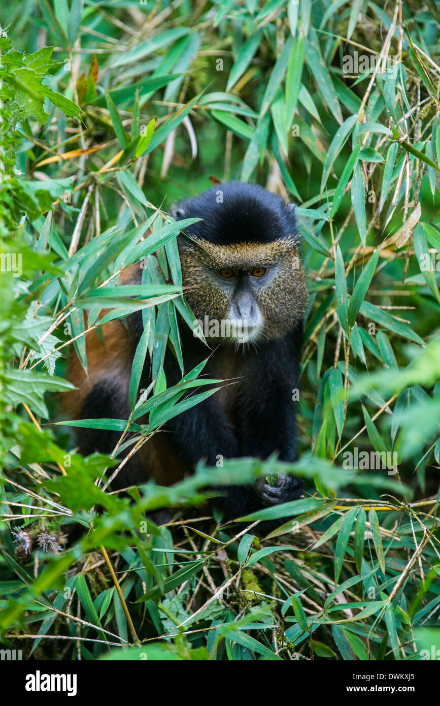 Golden monkey (Cercopithecus kandti), Virunga National Park, Rwanda ...
