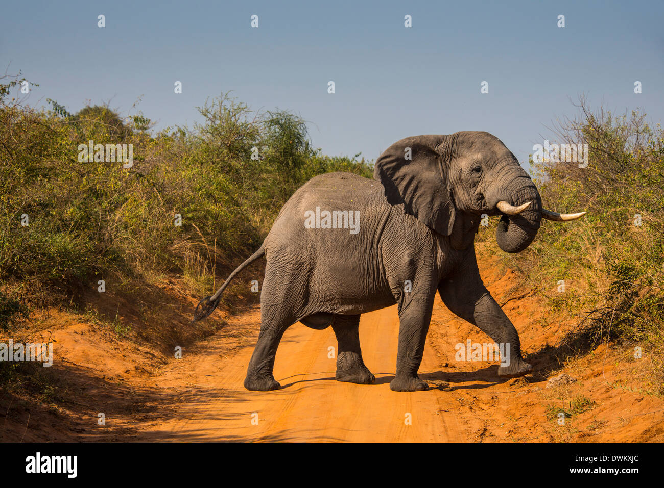 African elephant side view hi-res stock photography and images - Alamy