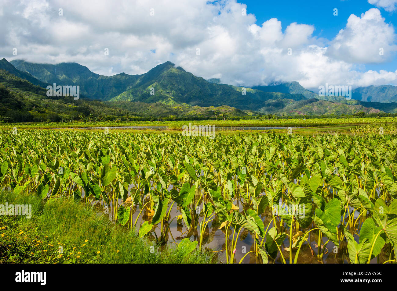 Taro fields hi-res stock photography and images - Alamy