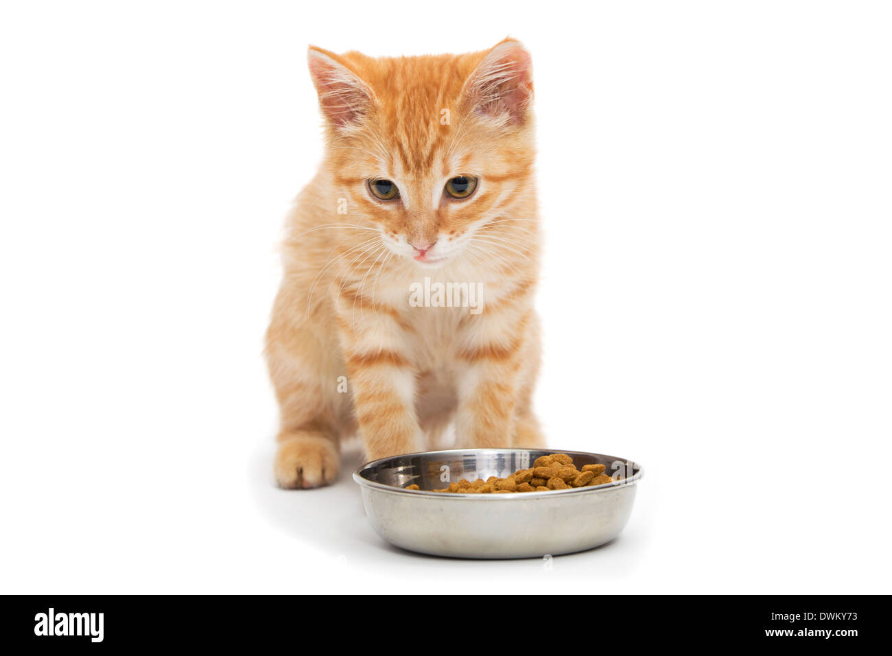 Small kitten eating, is isolated on a white background Stock Photo - Alamy