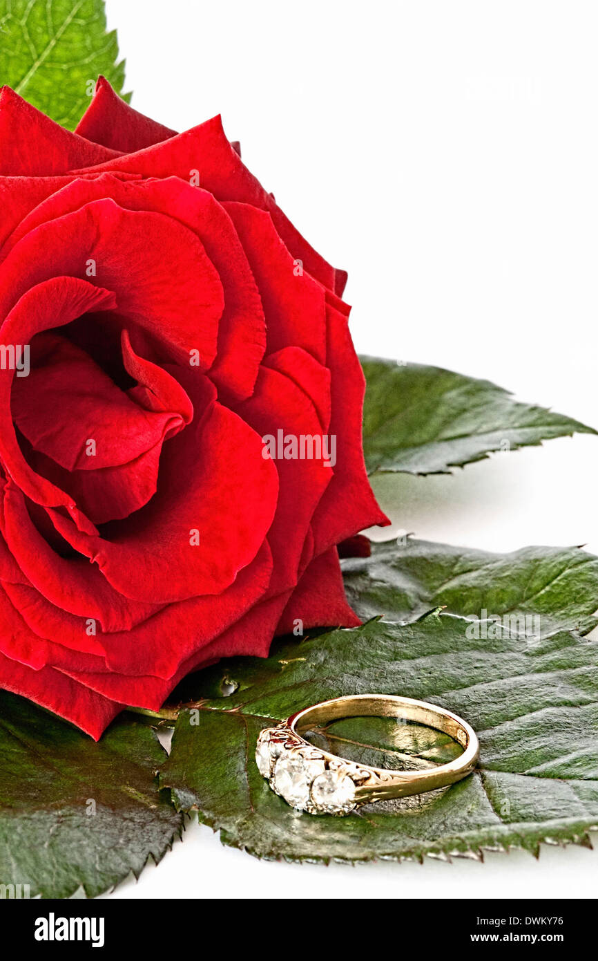 Bright red Rose with a Diamond Ring Stock Photo - Alamy