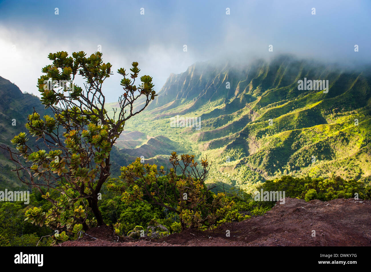 Koke’e state park and hawaii High Resolution Stock Photography and ...
