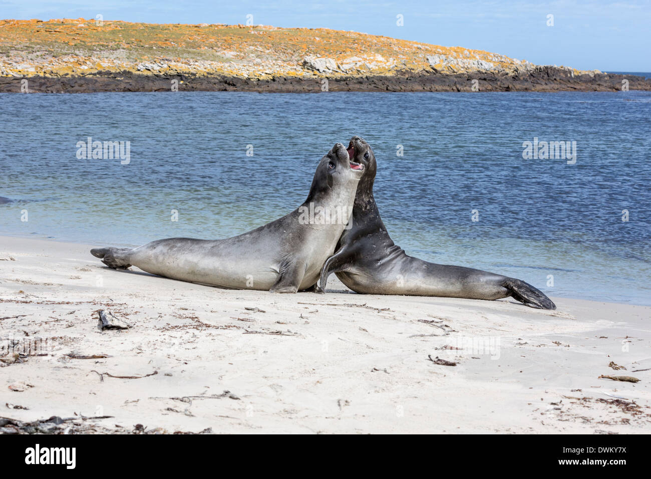 Two fighting seals beach hi-res stock photography and images - Alamy