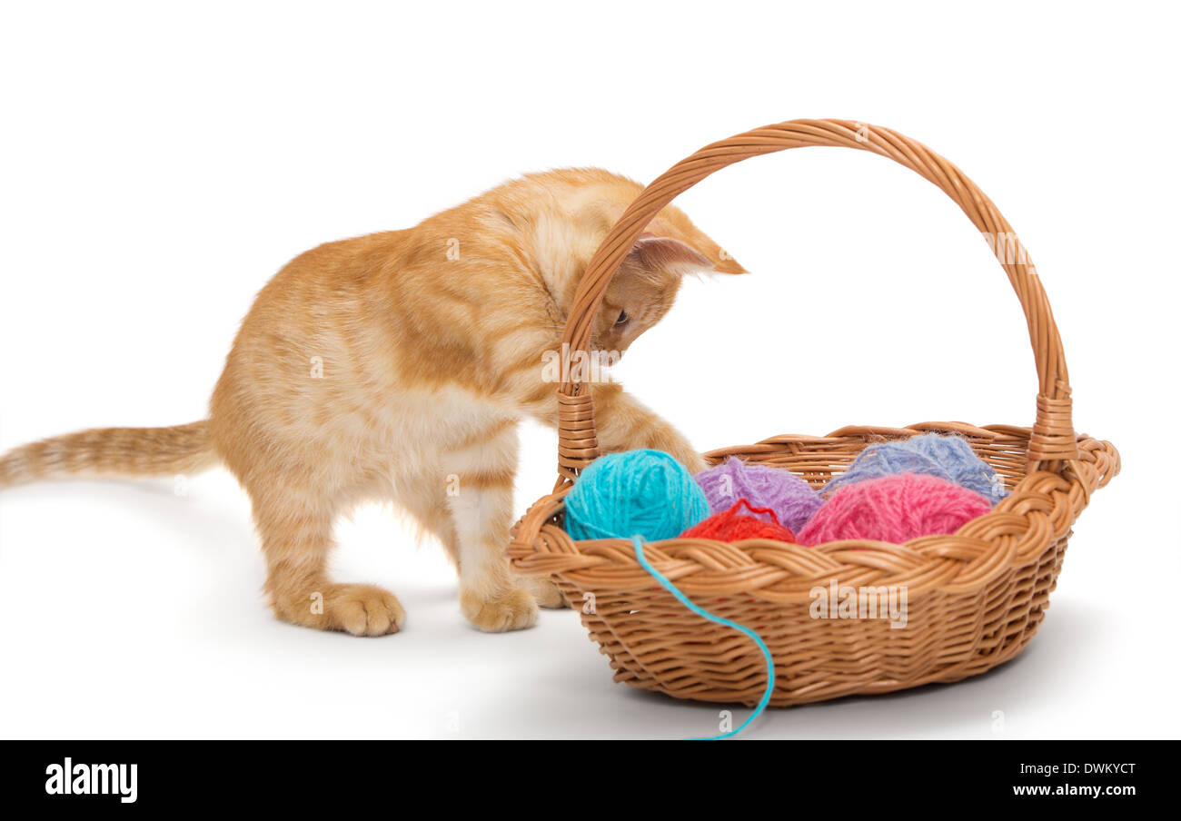 Orange tabby kitten plays ball of wool Stock Photo - Alamy