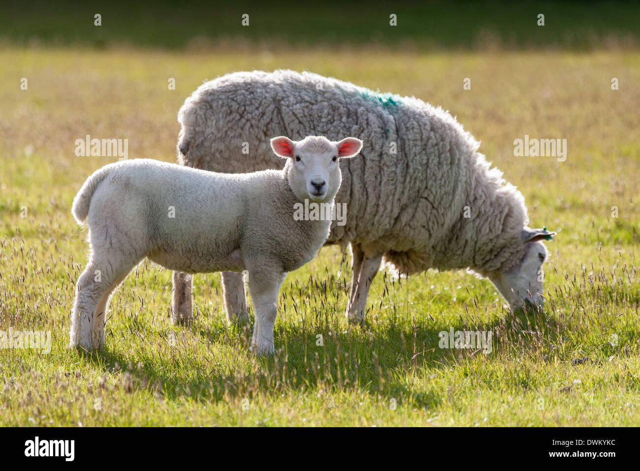 Sheep and Lamb Stock Photo - Alamy