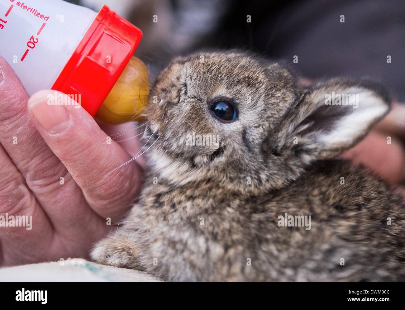 Rabbit stable hi-res stock photography and images - Alamy