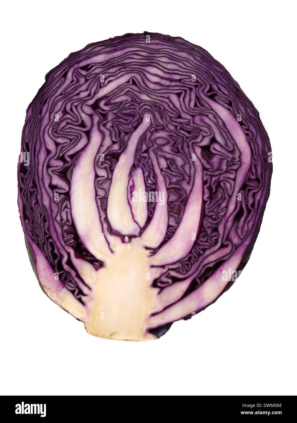 Red Cabbage cut out Stock Photo - Alamy