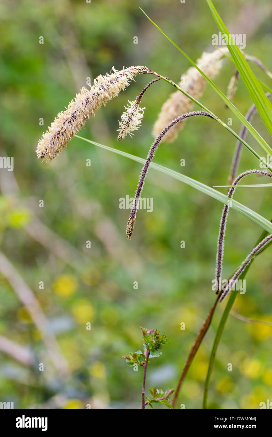 Wind pollinated flowering spike of the ornamental but invasive sedge ...
