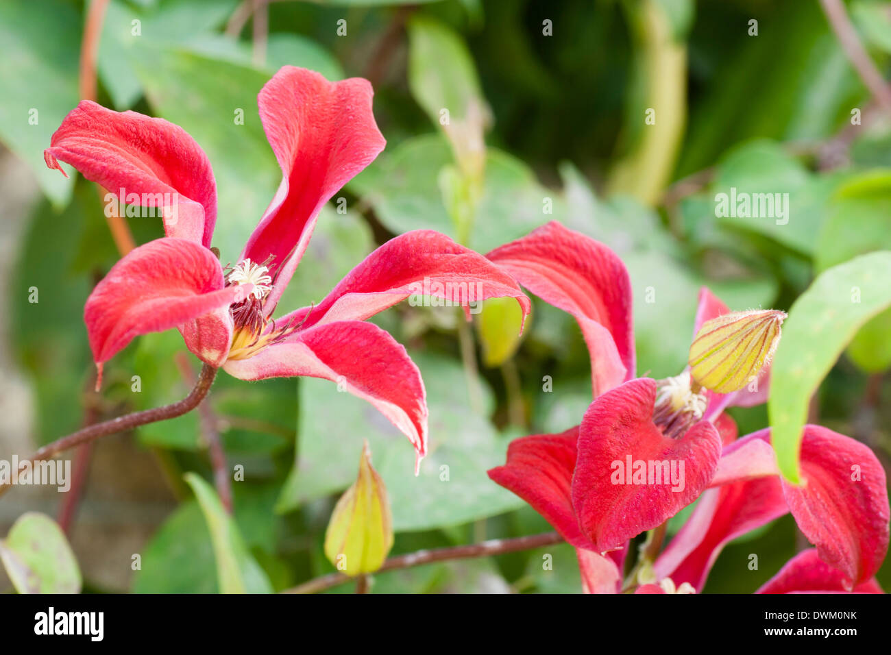 Flowers of the late summer to autumn flowering Clematis texensis ...