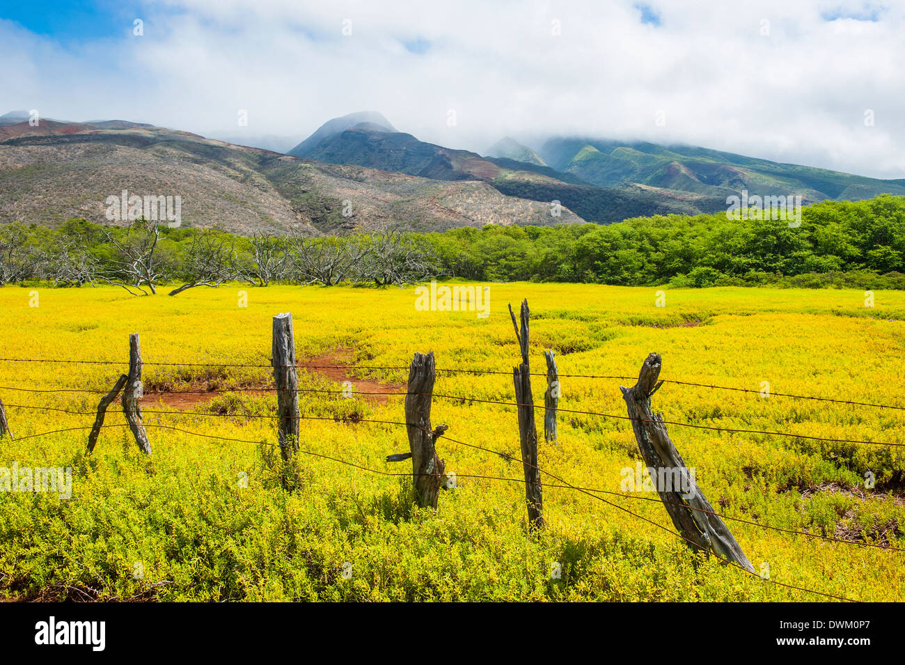 Pacific islands flowers hi-res stock photography and images - Alamy