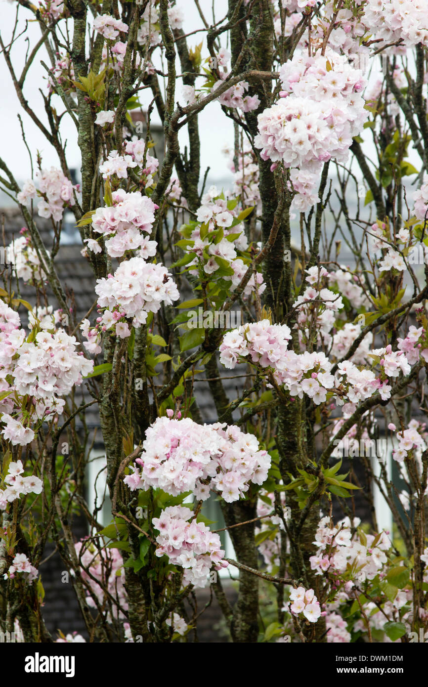 Upright fastigiate Japanese flowering cherry, Prunus 'Amanogawa', in a ...