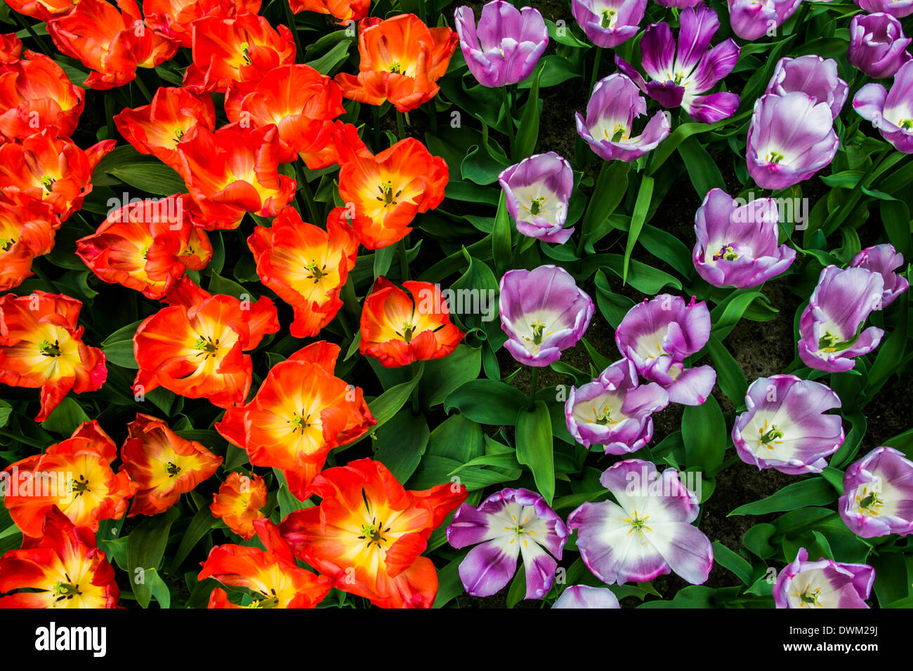 Plant separation flower flower hi-res stock photography and images - Alamy