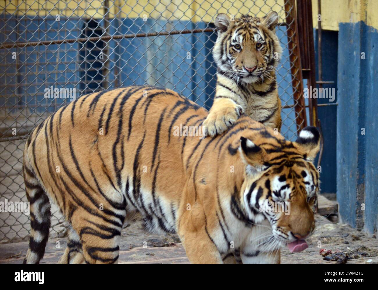 Hohhot. 11th Mar, 2014. Photo taken on March 11, 2014 shows a tiger cub ...