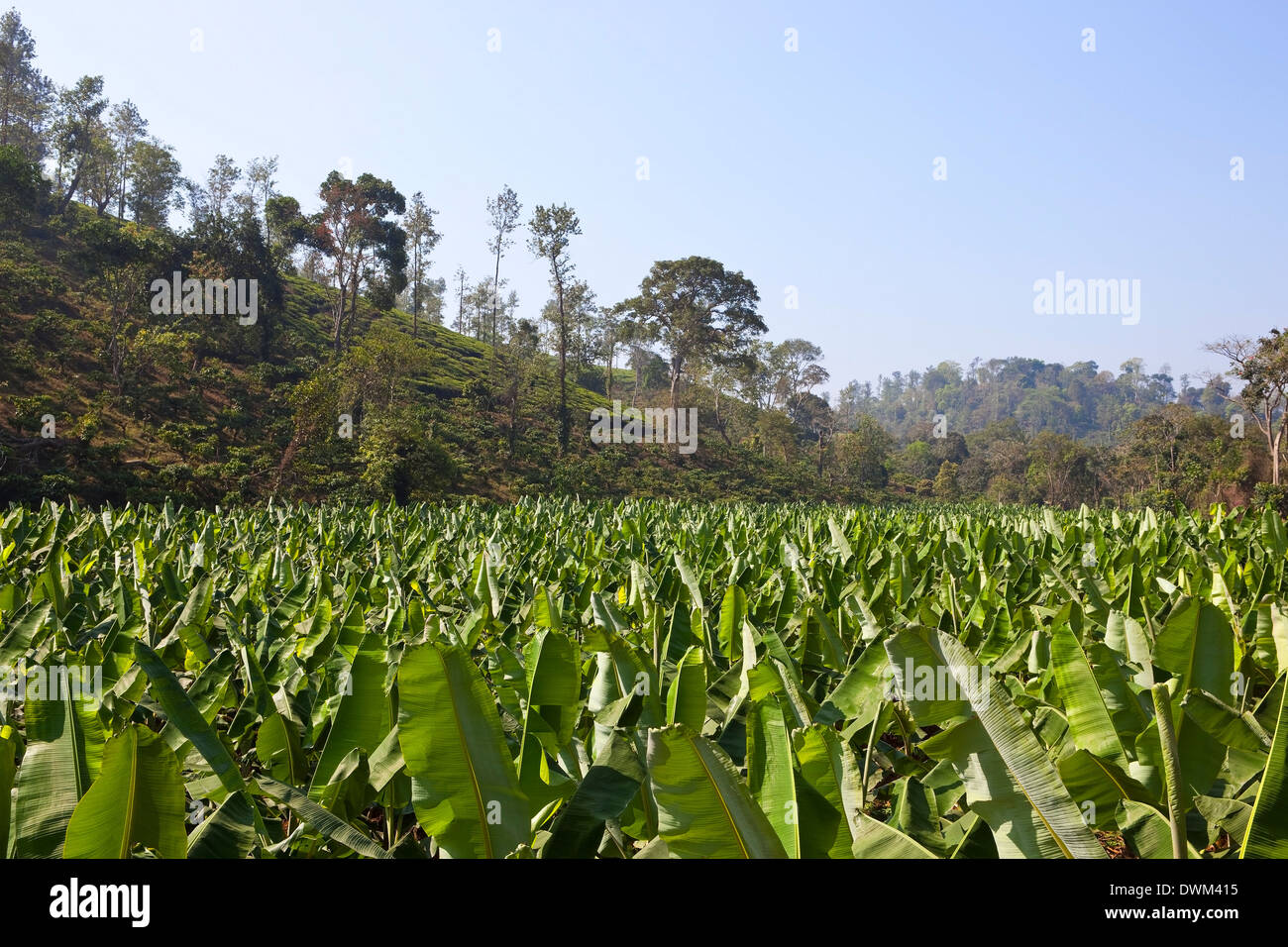 Agricultural landscape with banana crops and tree covered hillside in ...
