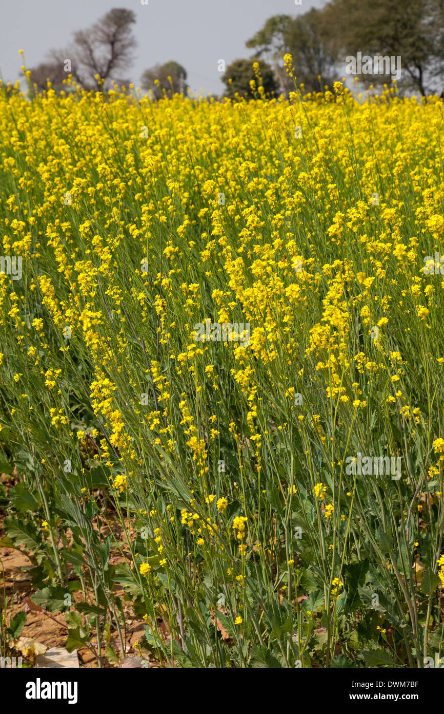 Rajasthan, India. Field of Mustard in Bloom Stock Photo - Alamy