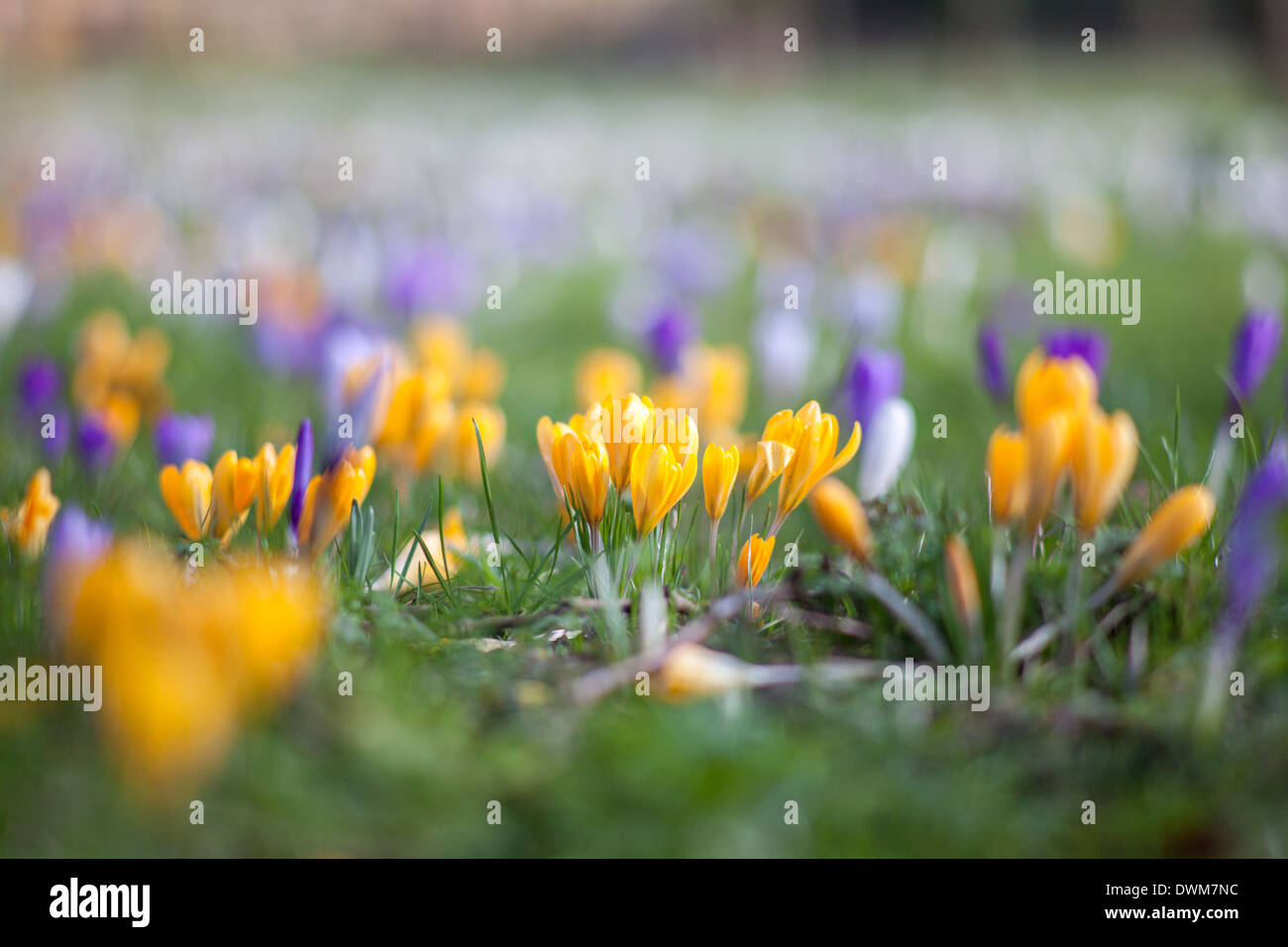 Spring crocus in Trinity College Cambridge UK Stock Photo - Alamy