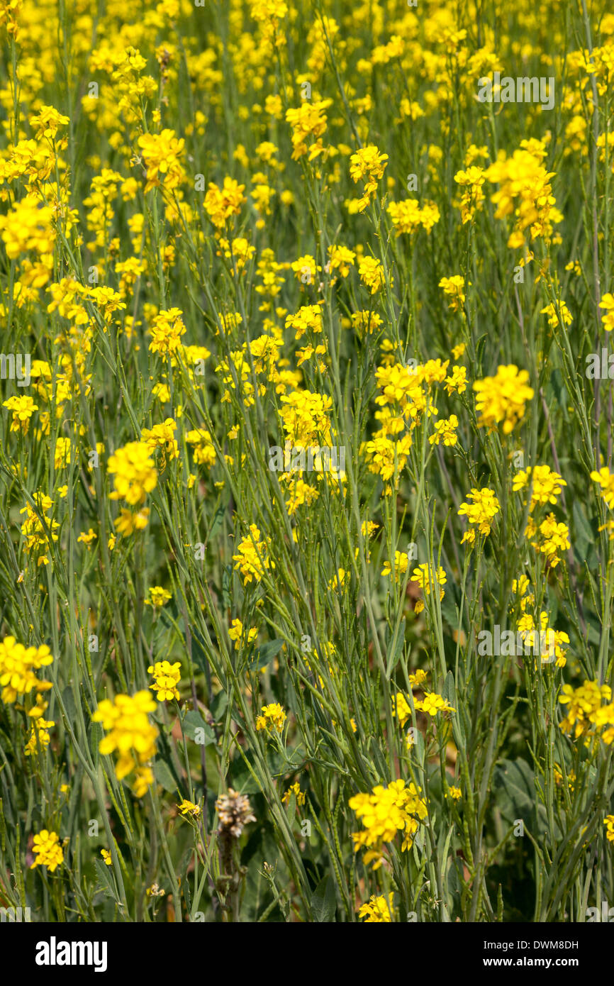 Rajasthan, India. Field of Mustard in Bloom Stock Photo - Alamy
