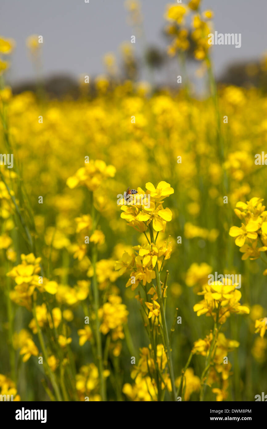 Rajasthan, India. Bee on a Mustard Bloom in a Field of Mustard Stock ...