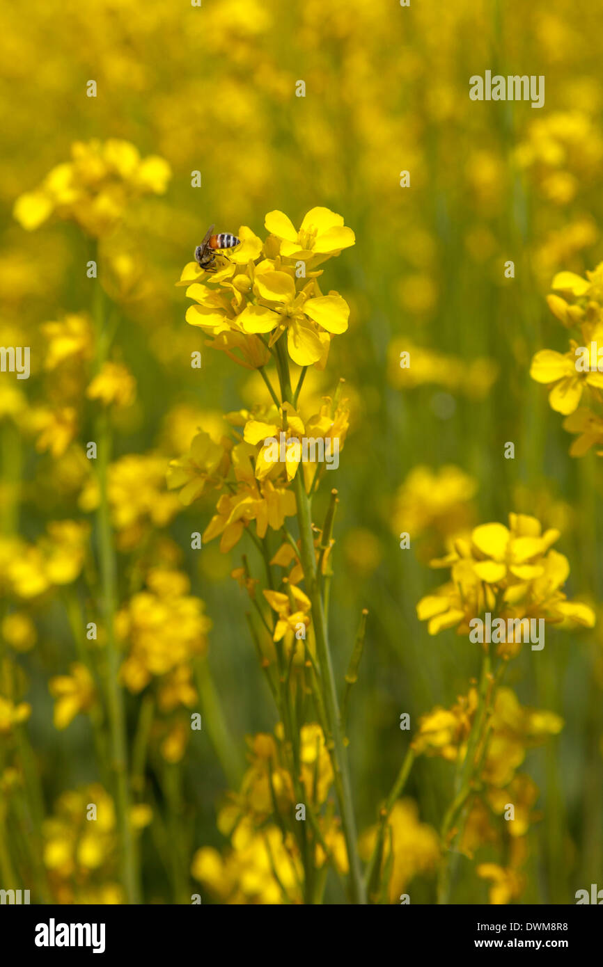 Agriculture mustard field hi-res stock photography and images - Alamy