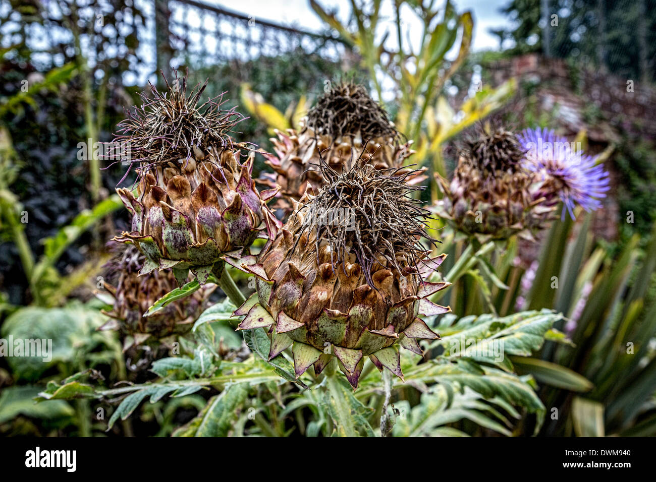 Cynara cardunculus, Cardoon, plant as it ends it's flowering period ...