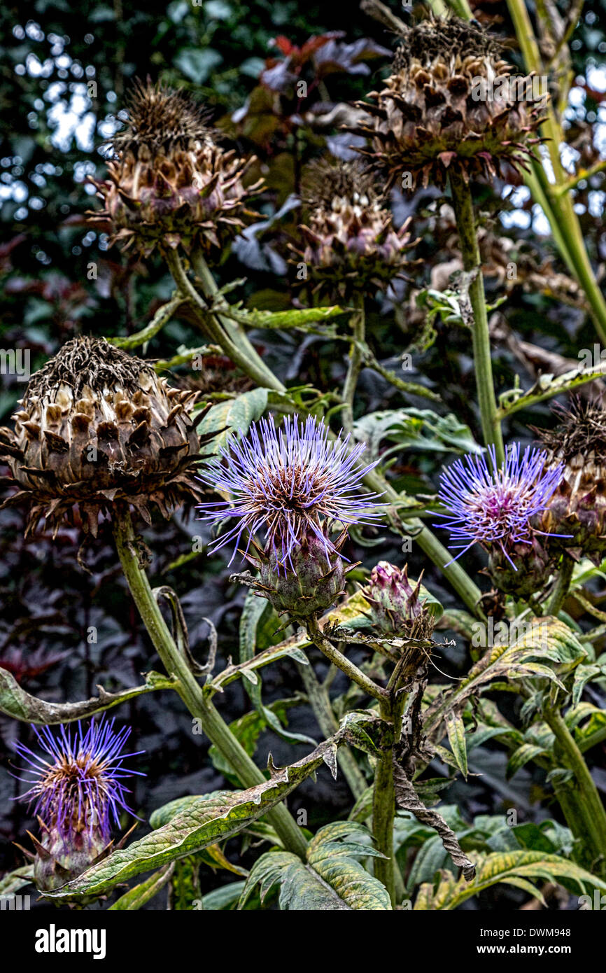Cardunculus artichoke thistle seed heads hi-res stock photography and ...