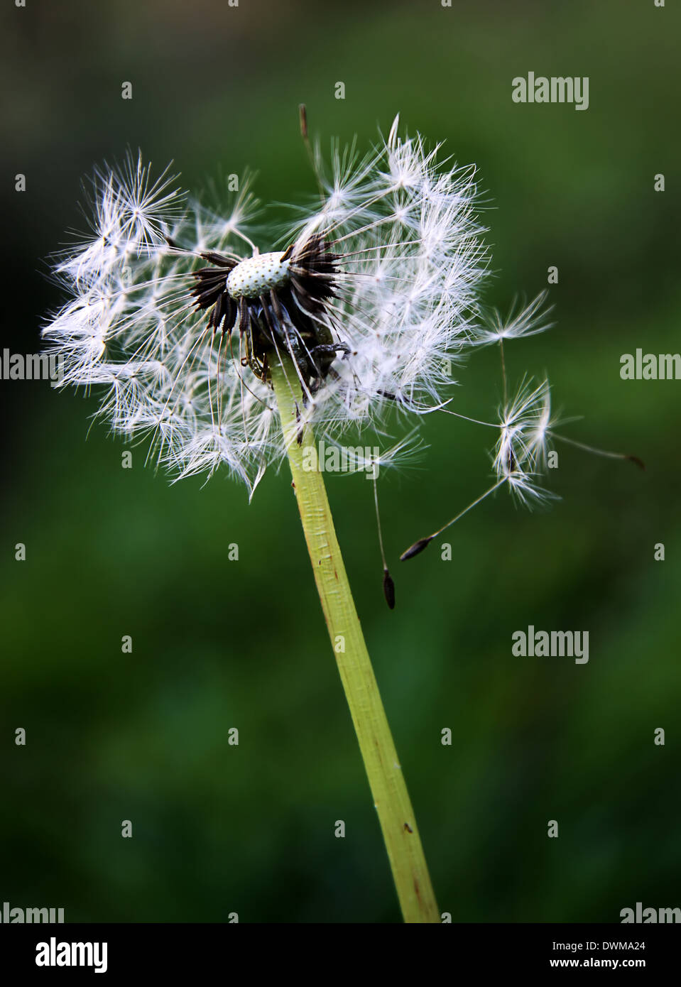 Wind blown seeds hi-res stock photography and images - Alamy