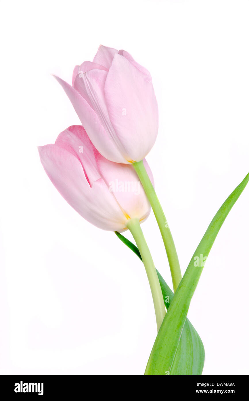 Tulips Isolated on white background Stock Photo - Alamy