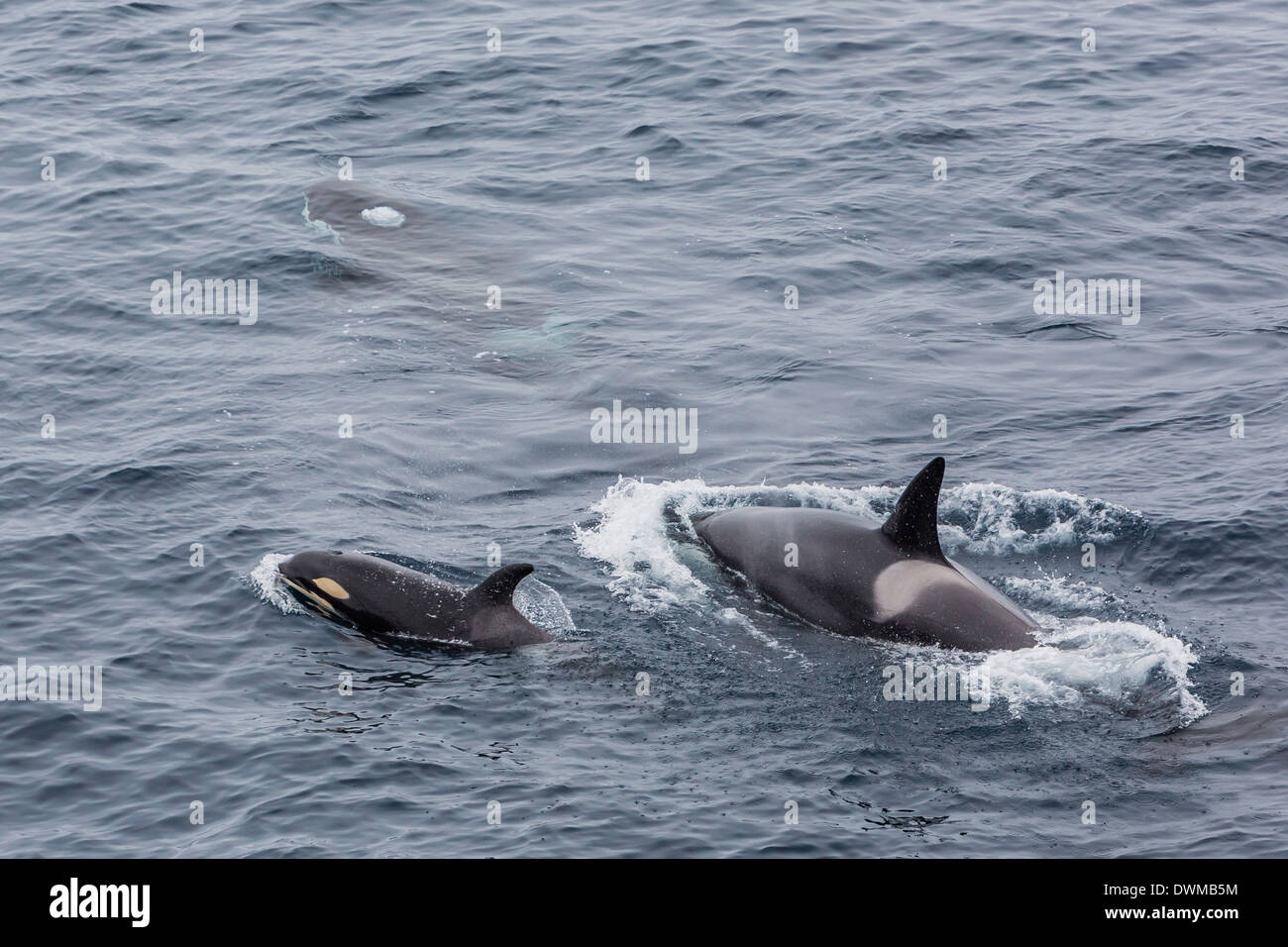 A small pod of around 12 curious killer whales (Orcinus orca), off the ...