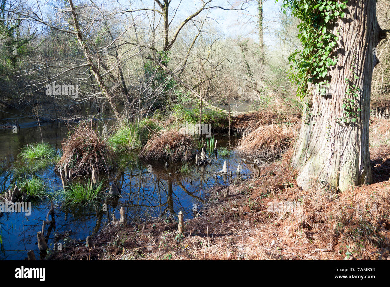Pneumatophores hi-res stock photography and images - Alamy