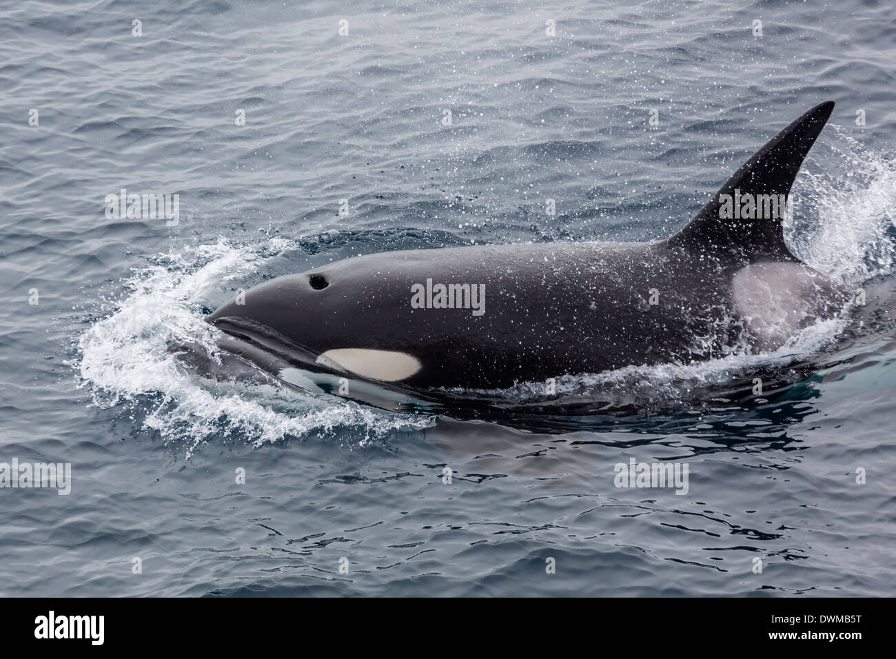 Killer whale orcinus orca hi-res stock photography and images - Alamy
