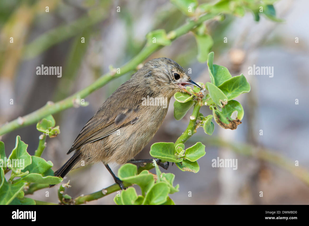 Certhidea olivacea hi-res stock photography and images - Alamy
