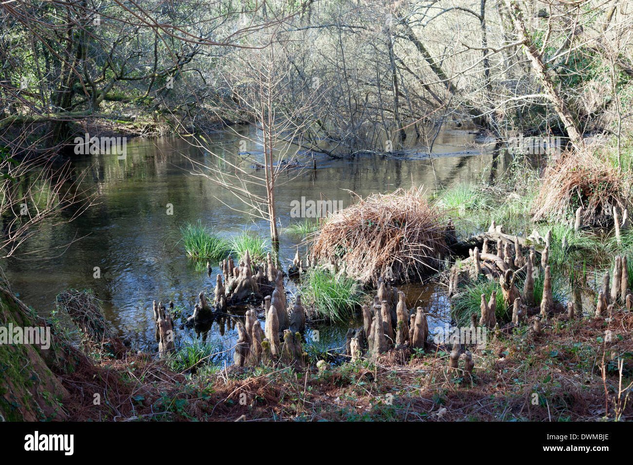 Pneumatophores hi-res stock photography and images - Alamy