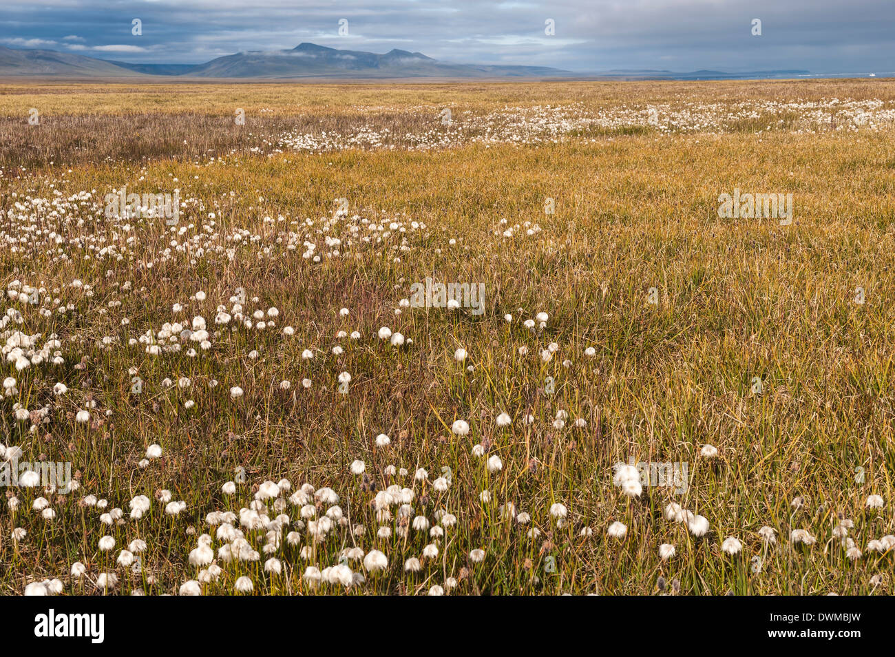 Tundra, Wrangel Island, UNESCO World Heritage Site, Chukotka, Russian ...