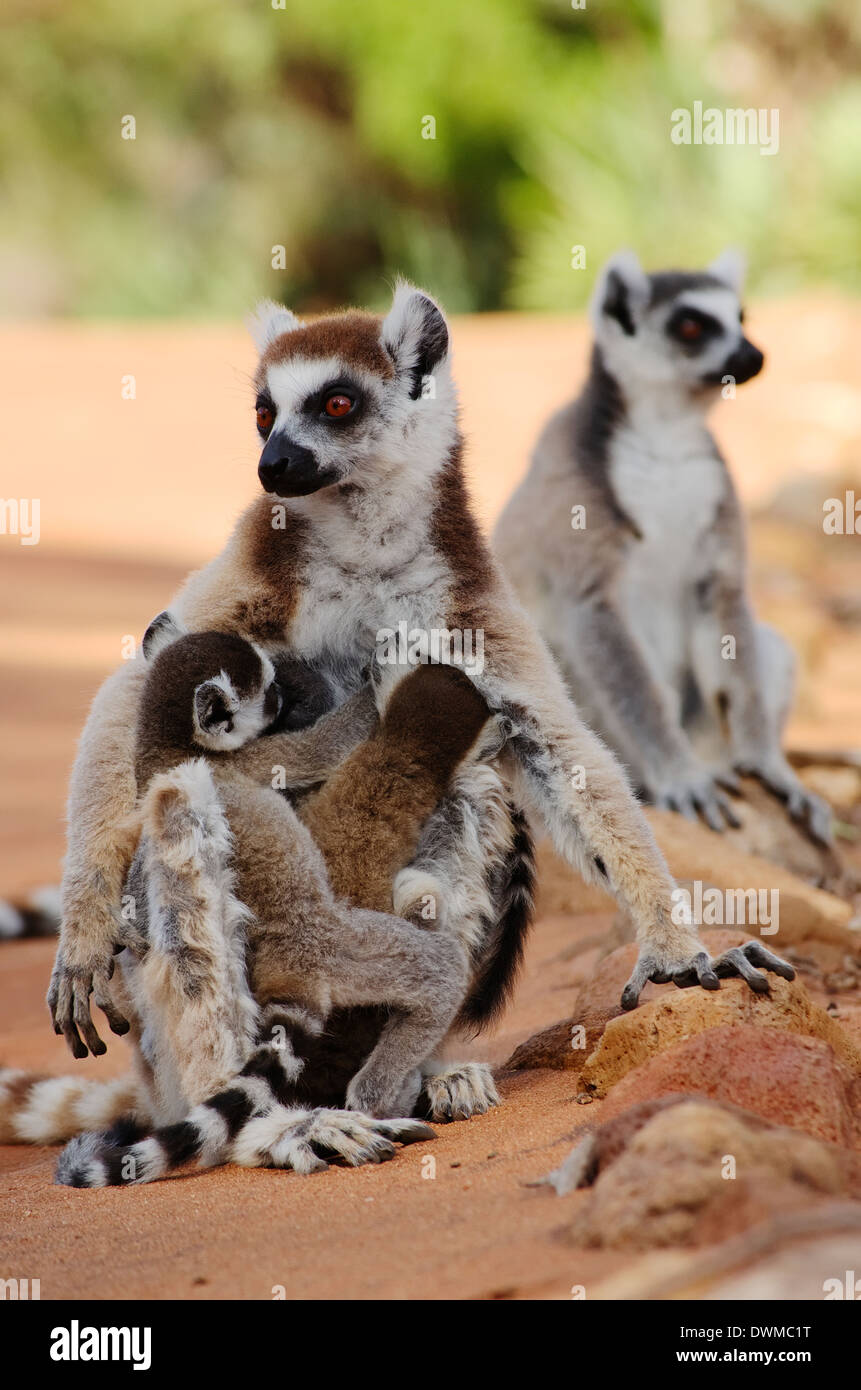 Flagship species hi-res stock photography and images - Alamy