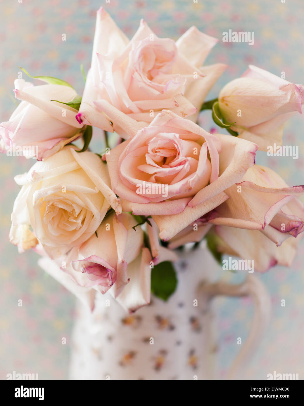 Pale Pink Roses in a Vintage Pitcher Stock Photo - Alamy