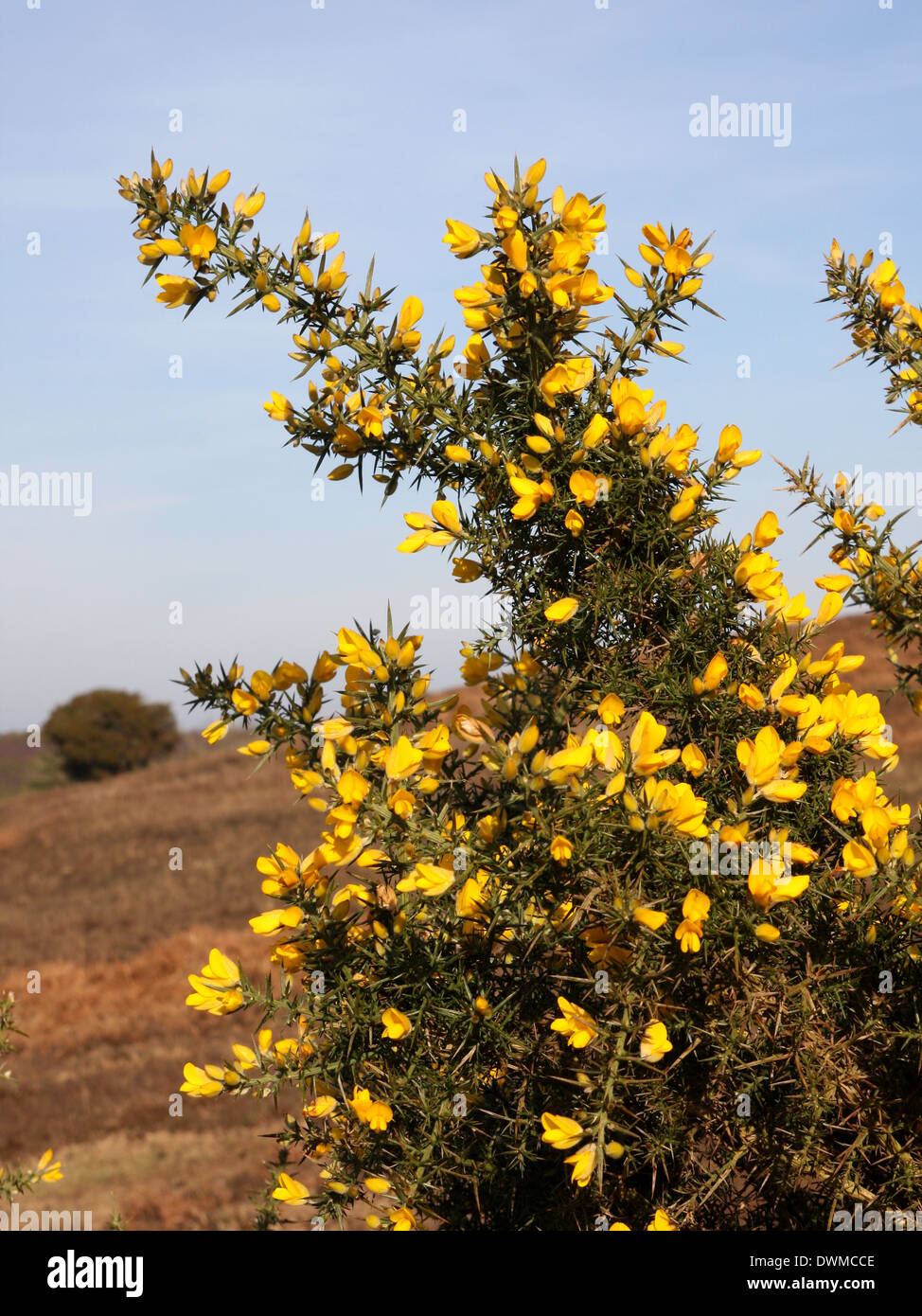 Countryside flowers hi-res stock photography and images - Alamy