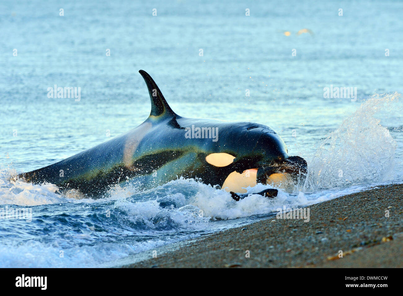 Orca Hunting