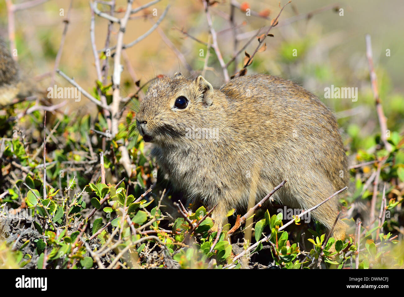 Galea hi-res stock photography and images - Alamy