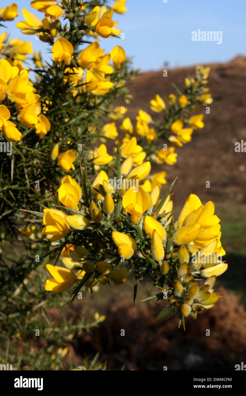 Gorse in flower Stock Photo - Alamy