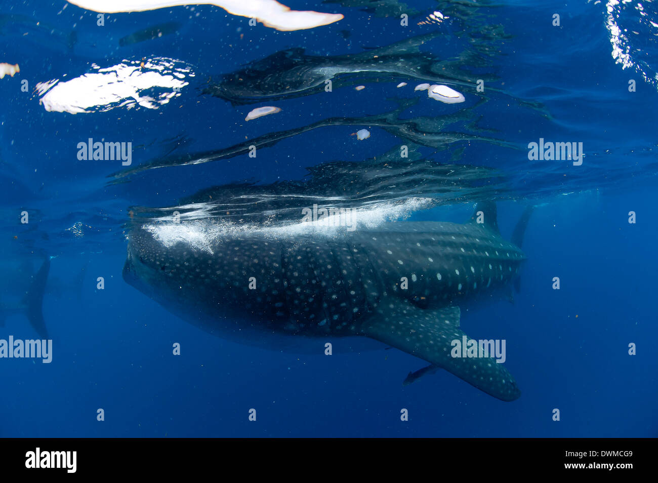 Shark remora fish hi-res stock photography and images - Alamy