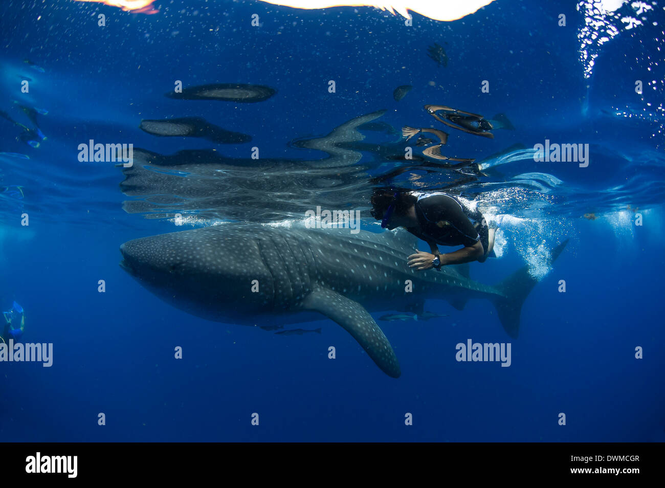 Shark with remora hi-res stock photography and images - Alamy
