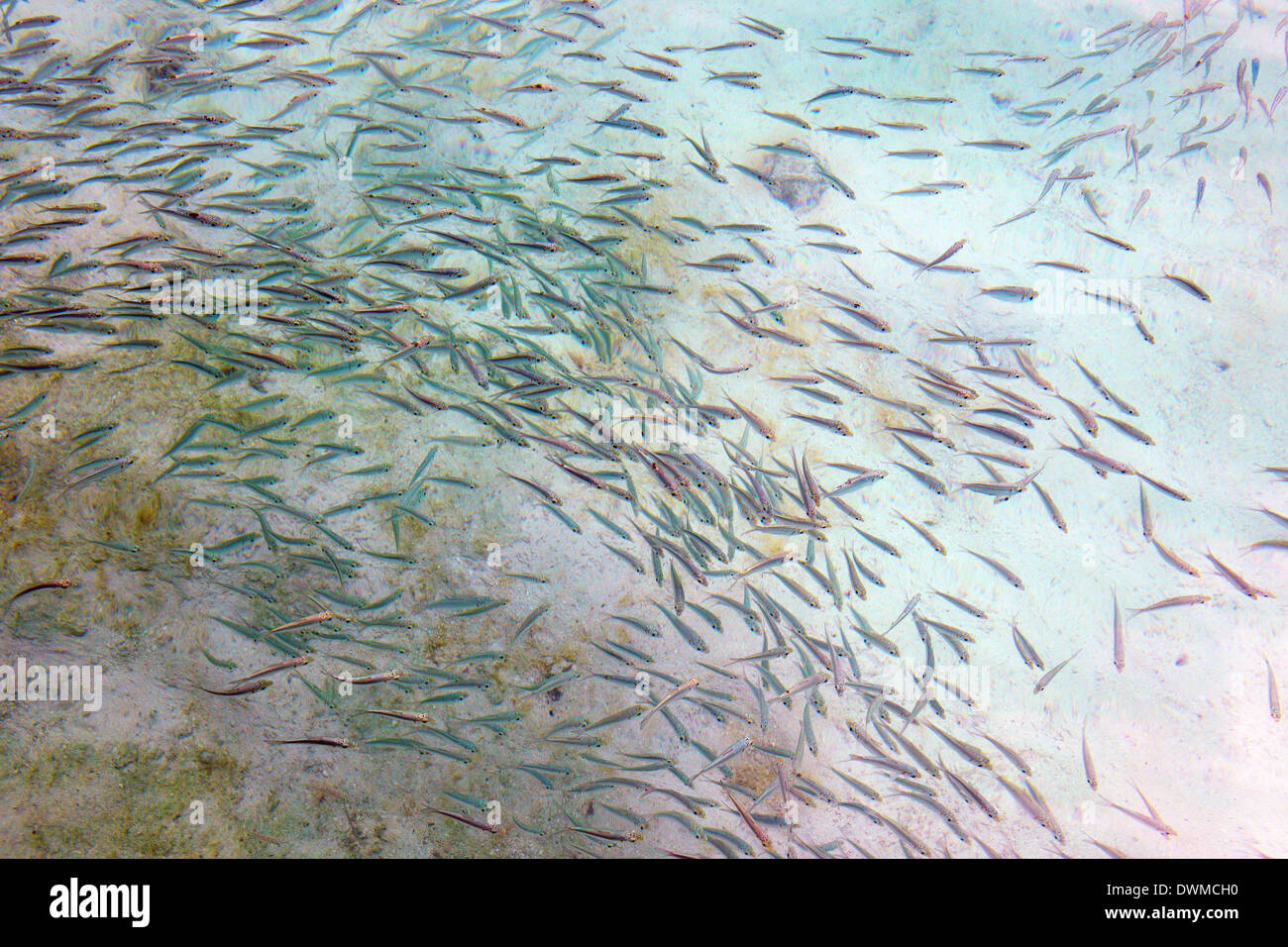 Clupeidae High Resolution Stock Photography and Images - Alamy