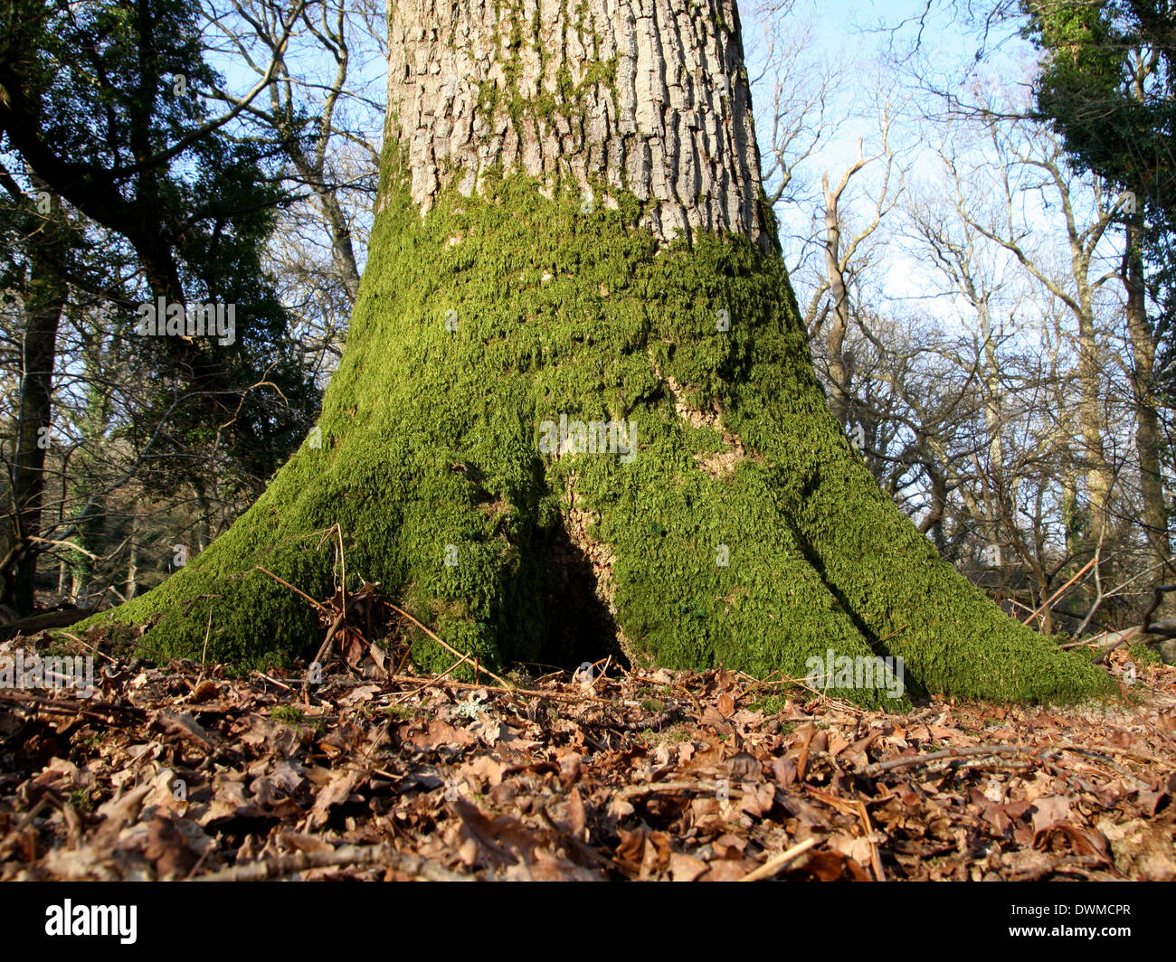 Base of tree covered in moss Stock Photo - Alamy