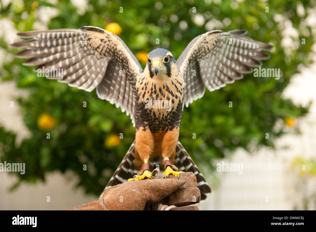 Aplomado Falcon Falco Femoralis High Resolution Stock Photography and ...