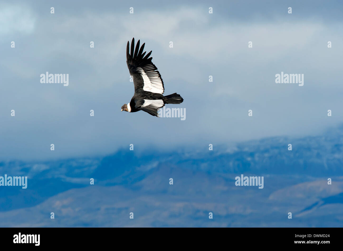 Male andean condor hi-res stock photography and images - Alamy
