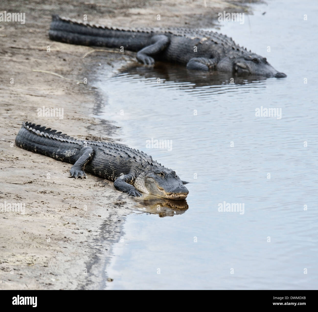 American Alligators Basking In The Sun Stock Photo - Alamy